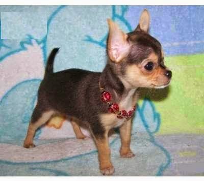 Rules of the Jungle: Kinds of Dogs & Puppies! - Part 3