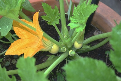 Gartensaison ist immer - Gartentipps von Eva Schumann: Zucchini im ...