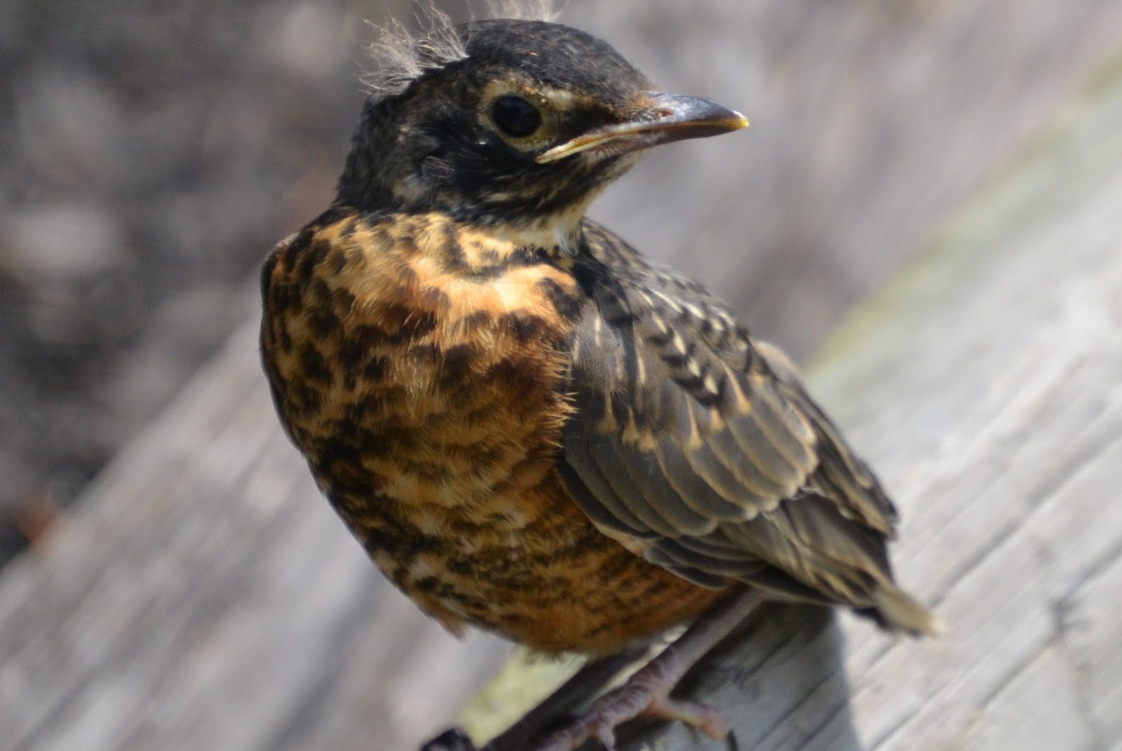 It's All About Purple: Baby Robin!!!!!