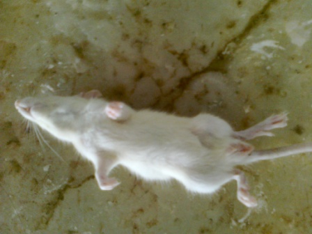 We Are Learning: Struktur Tubuh Hewan Kelas Mamalia (Mus musculus)