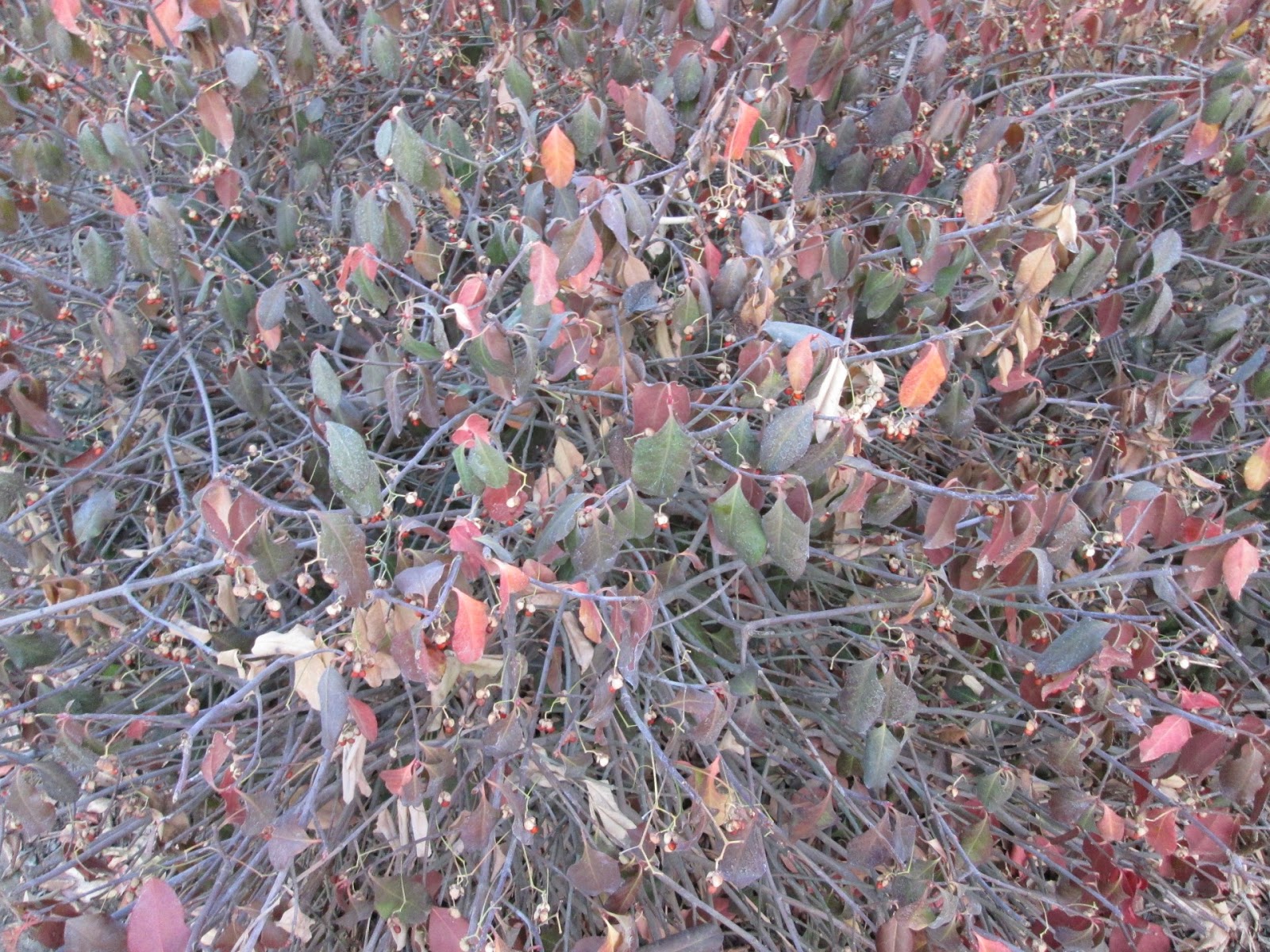 Free Textures and images: Bush Texture