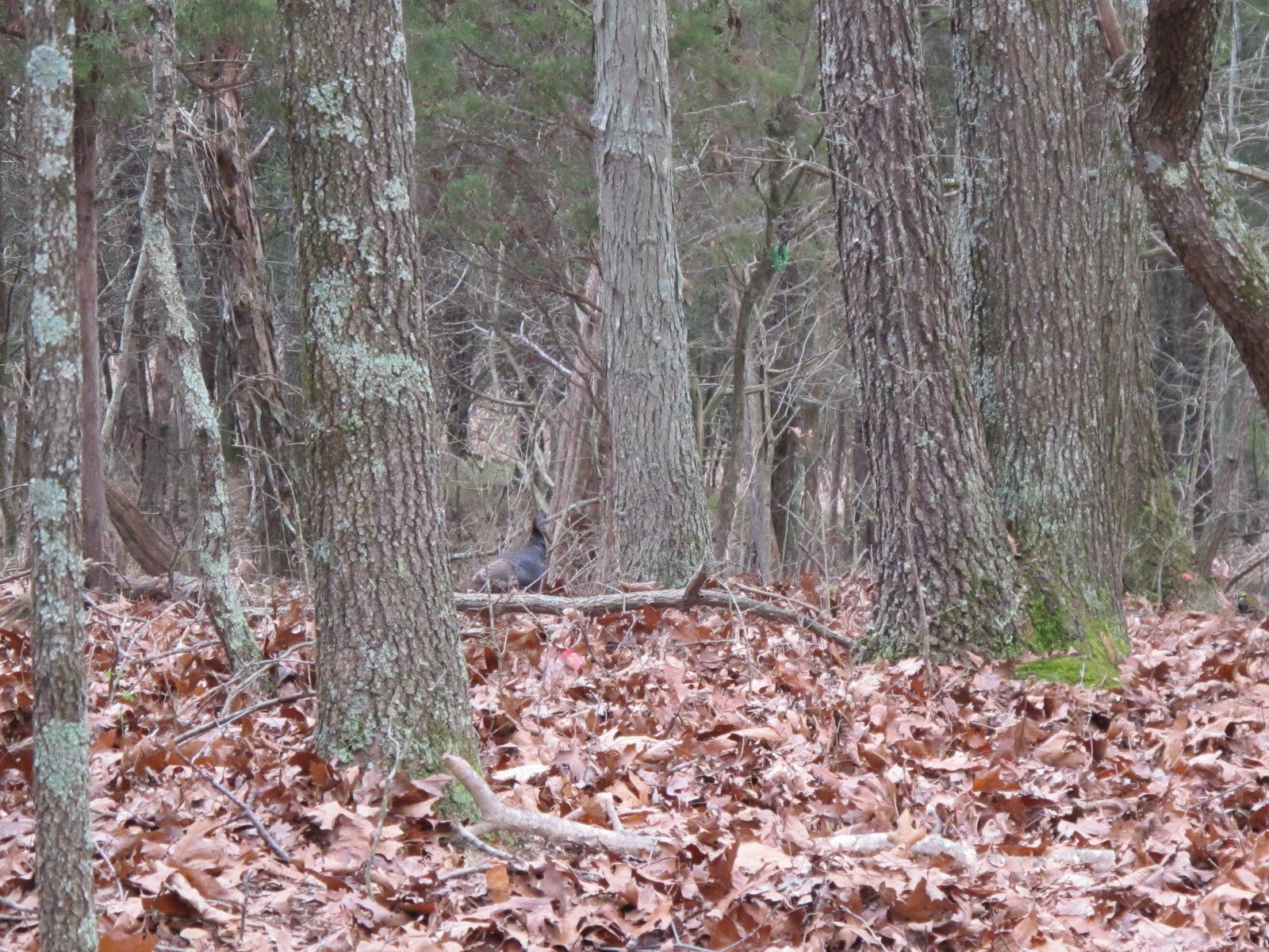 Blue Jay Barrens: Turkey Scratchings in the Woods