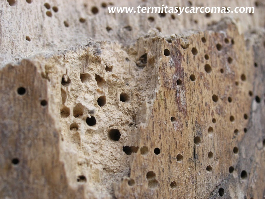 Termitas y carcomas.: Carcoma de los muebles. Anobium punctatum