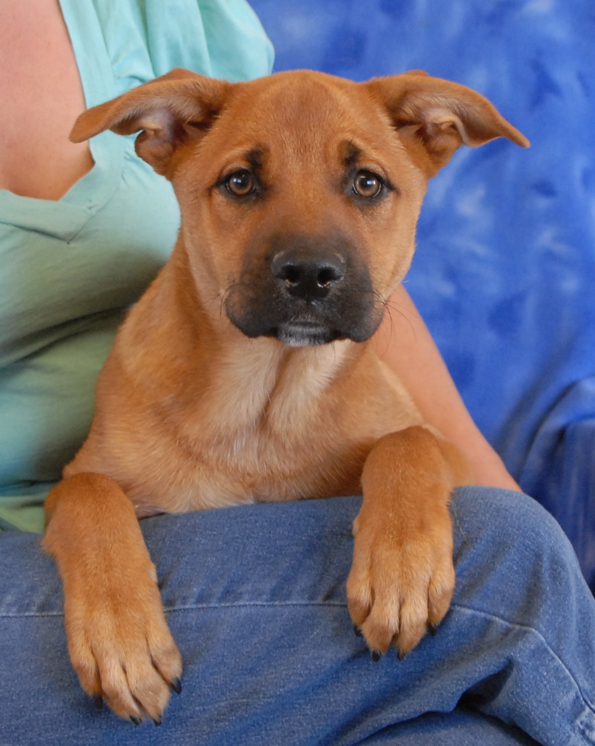 Brad and Daisy, darling Belgian Shepherd mix puppies debuting for adoption.