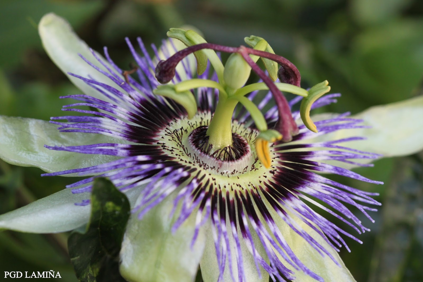 PASSIFLORA CAERULEA. pasionaria o flor de pasión.