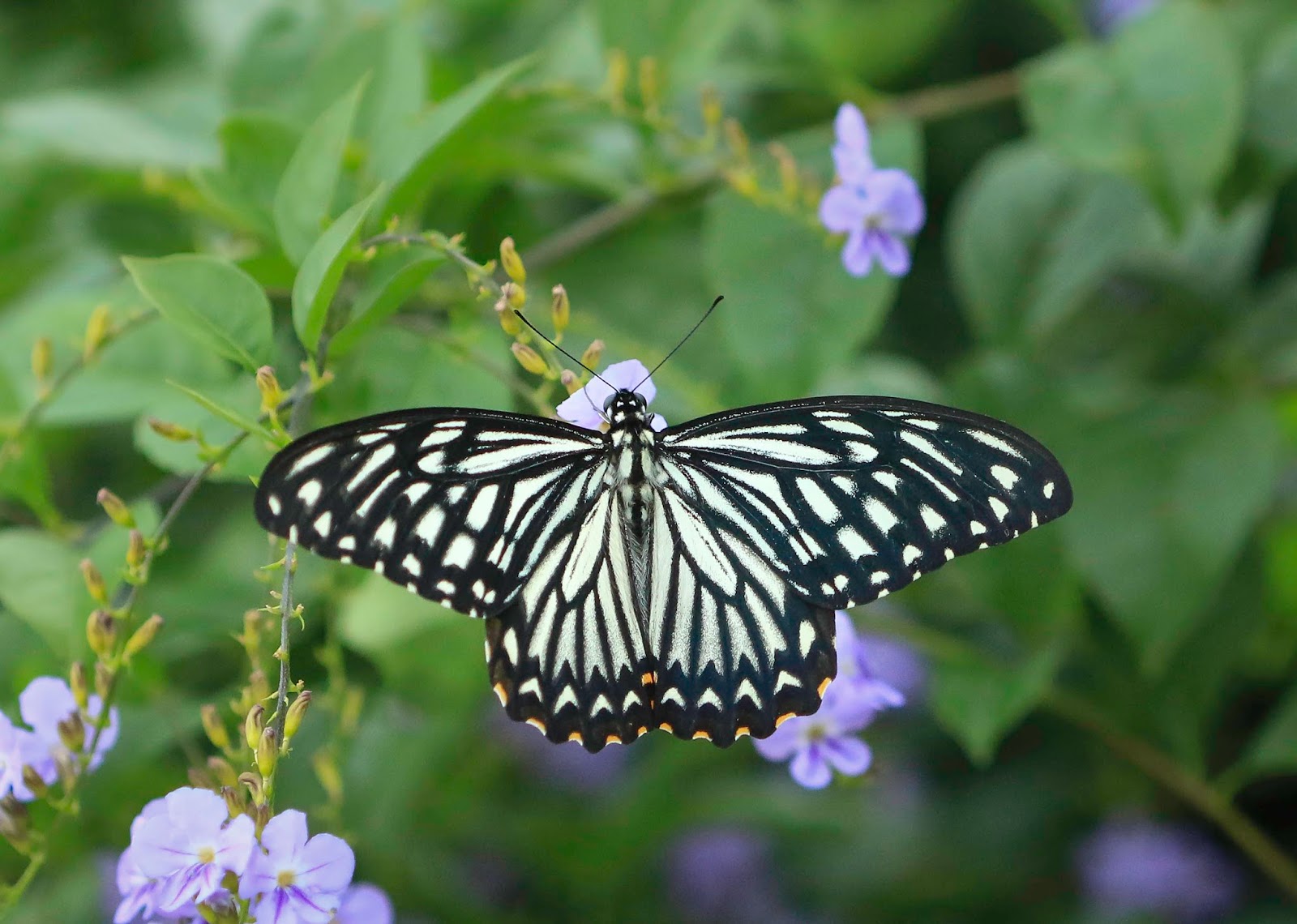 Butterflies of Vietnam: 128. Chilasa clytia (The Common Mime)