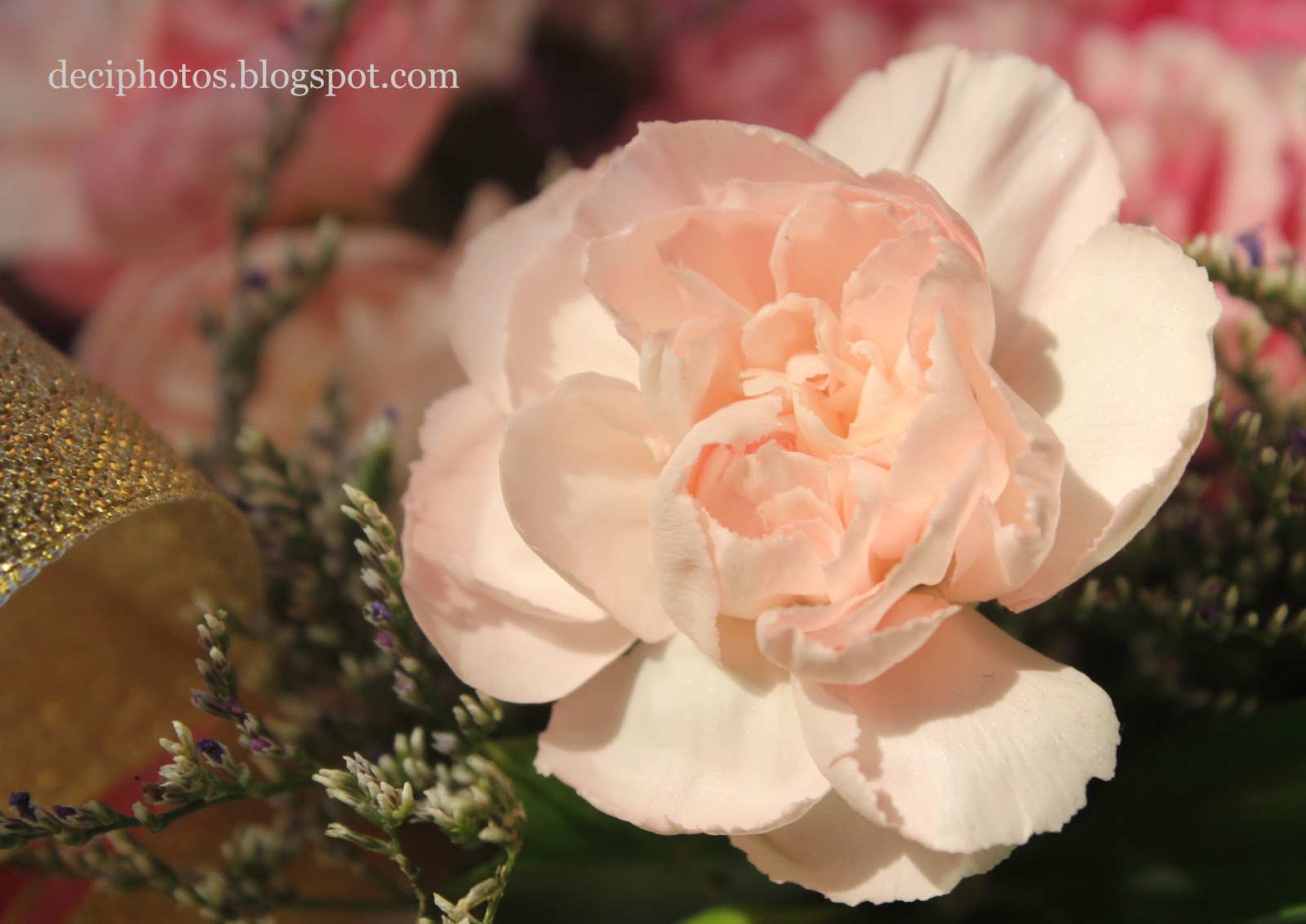 Deci Photos: Real Flower Photoshoot