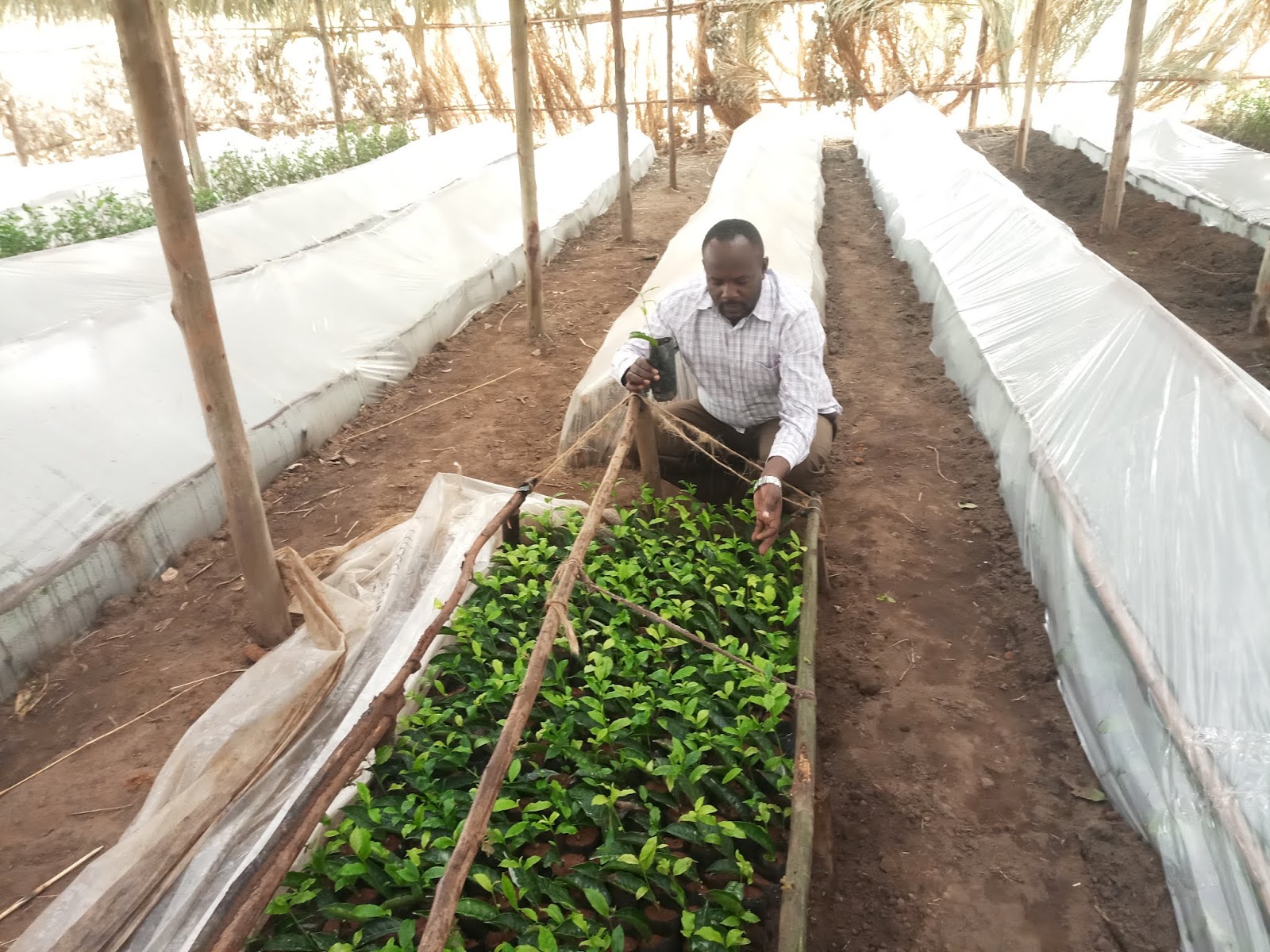 The Edwin Foundation Tea Initiative: EDWIN FOUNDATION SETS TARGET FOR ...