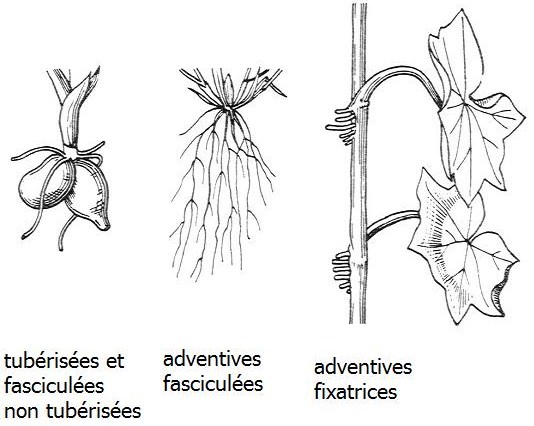 Les Petites Herbes: Éléments de botanique