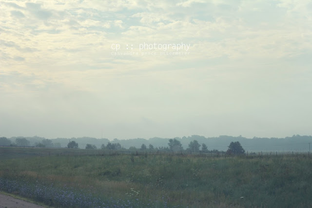 sassafras: wide open spaces :: nature photography
