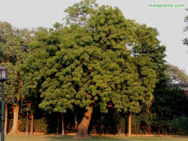 Trees in Indian Forests... Neem tree