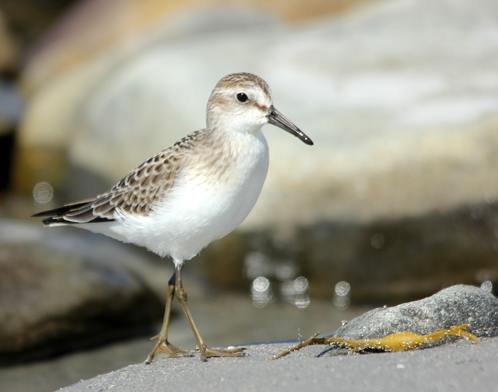 Here and There: Day 250 - 6th September 2016 - Ruddy Turnstone ...