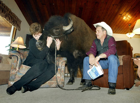 THE WESTERNER: Pet buffalo loves to watch TV