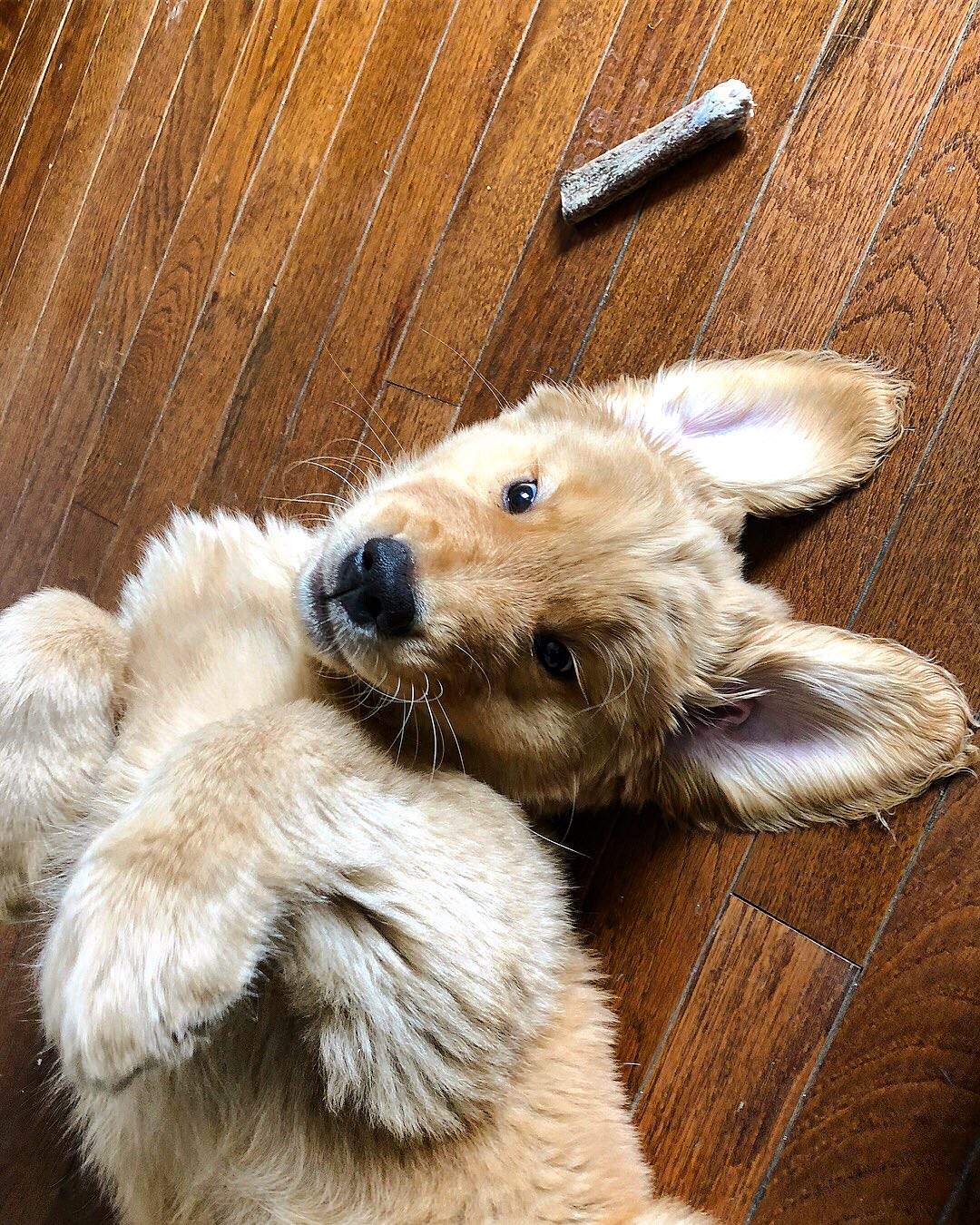 Amazing Pictures Of Dogs