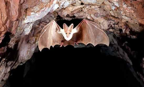 Inilah 10 Jenis Kelelawar Paling Unik dan Aneh di Dunia | Taman Bacaan ...