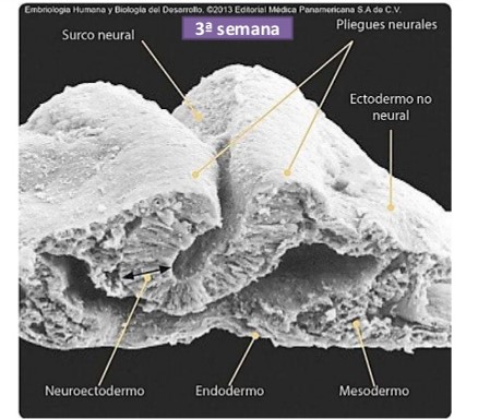 LA FORMACIÓN Y CIERRE DE LA PLACA NEURAL.