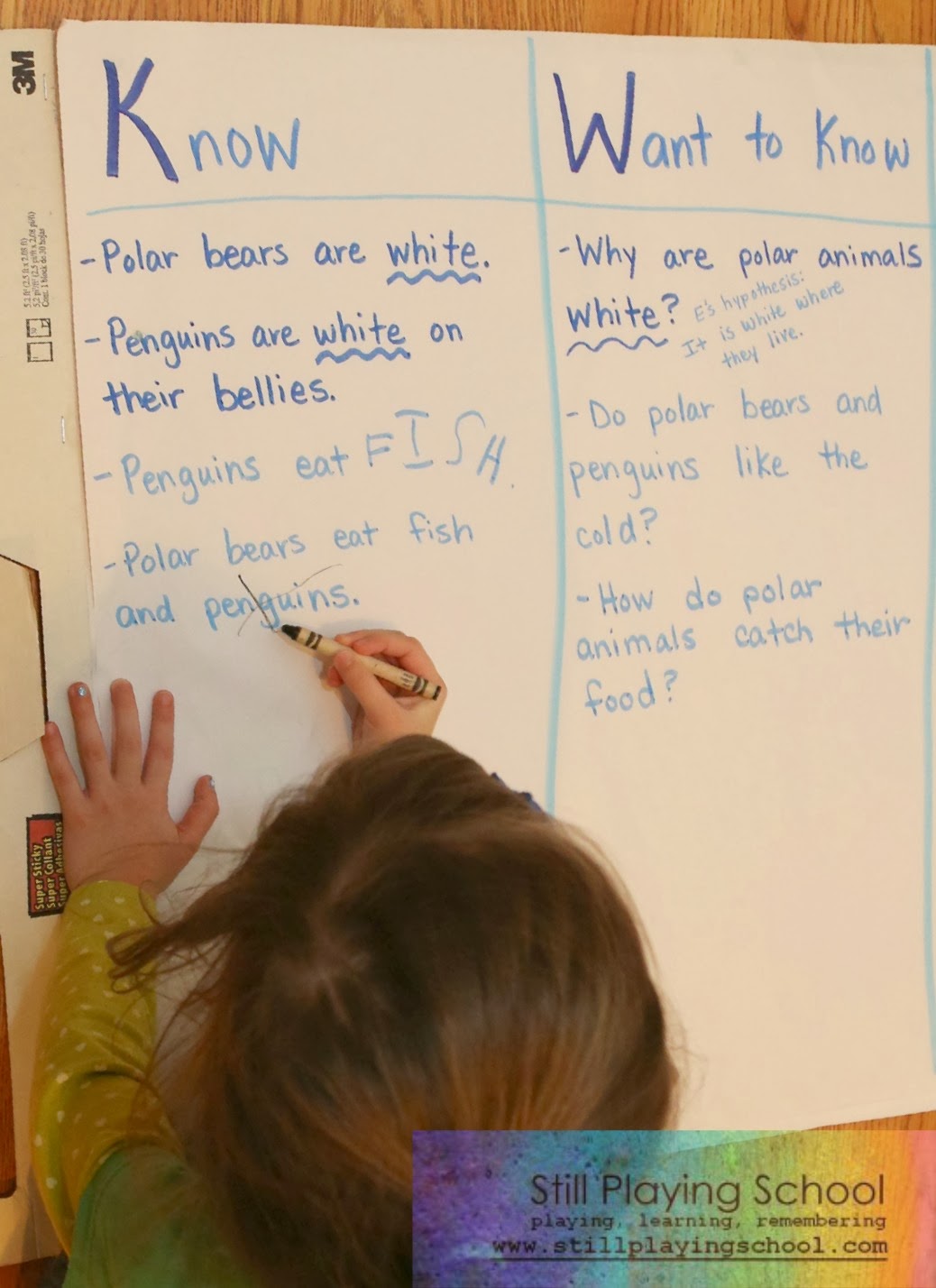 Polar Animal Sort: Arctic vs Antarctic | Still Playing School