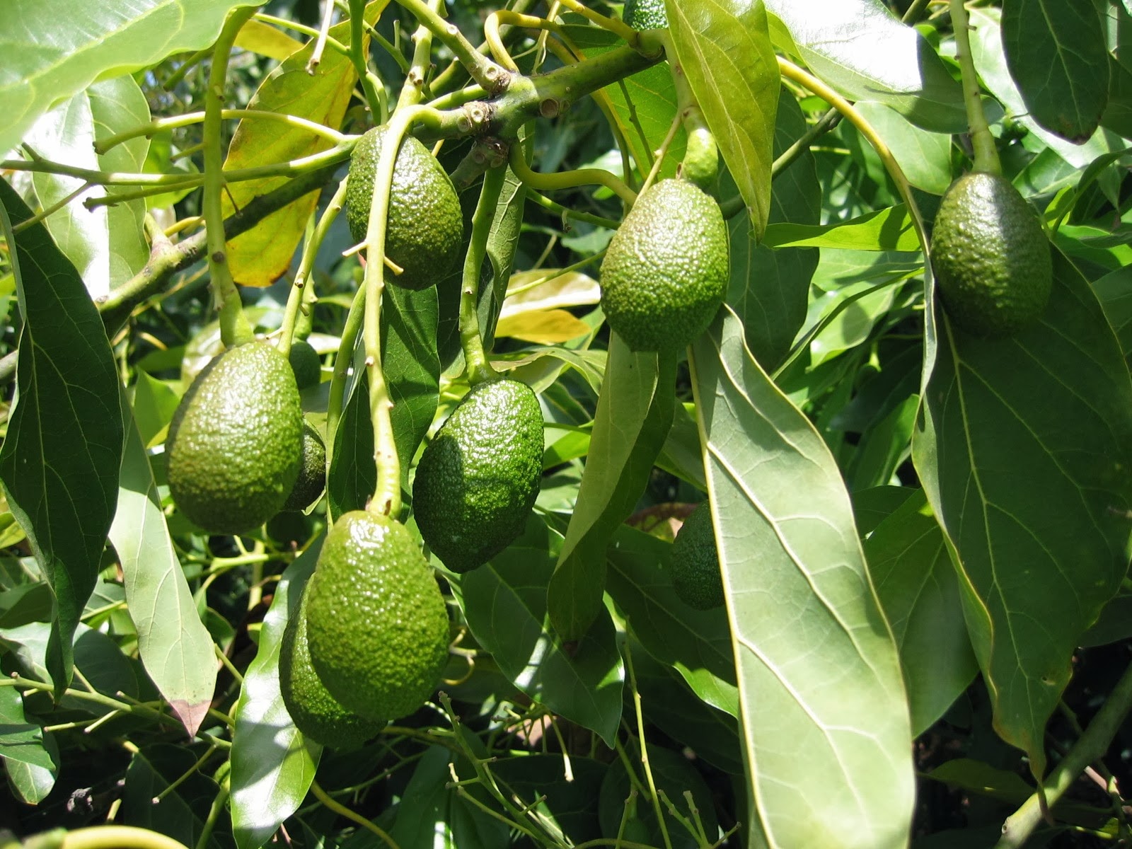 EL BLOG DE PHYTOMA: EXPLORANDO LOS SECRETOS DEL SABOR DEL AGUACATE HASS