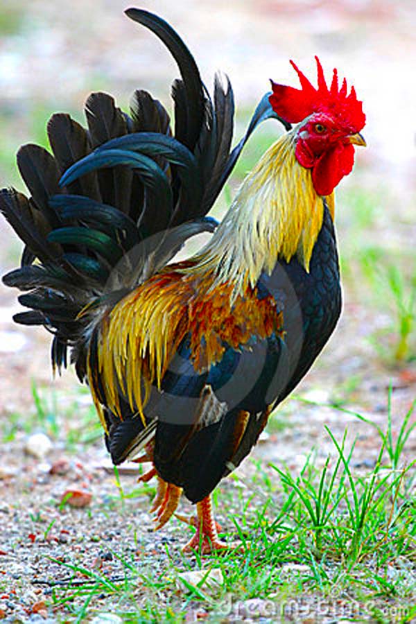 SOCIEDADE BENEFICÊNTE TERRA PERFEITA: SOCIEDADE BENEFICÊNTE TERRA PERFEITA