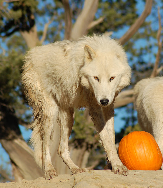 White Wolf : The Legend of The White Wolf - Halloween Legend