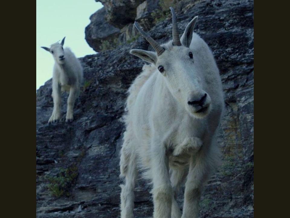 CLASA NOASTRĂ: [ FOTO ] CAPRA DE MUNTE