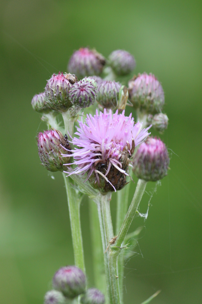 Through Carol's Lens: Canadian Thistle