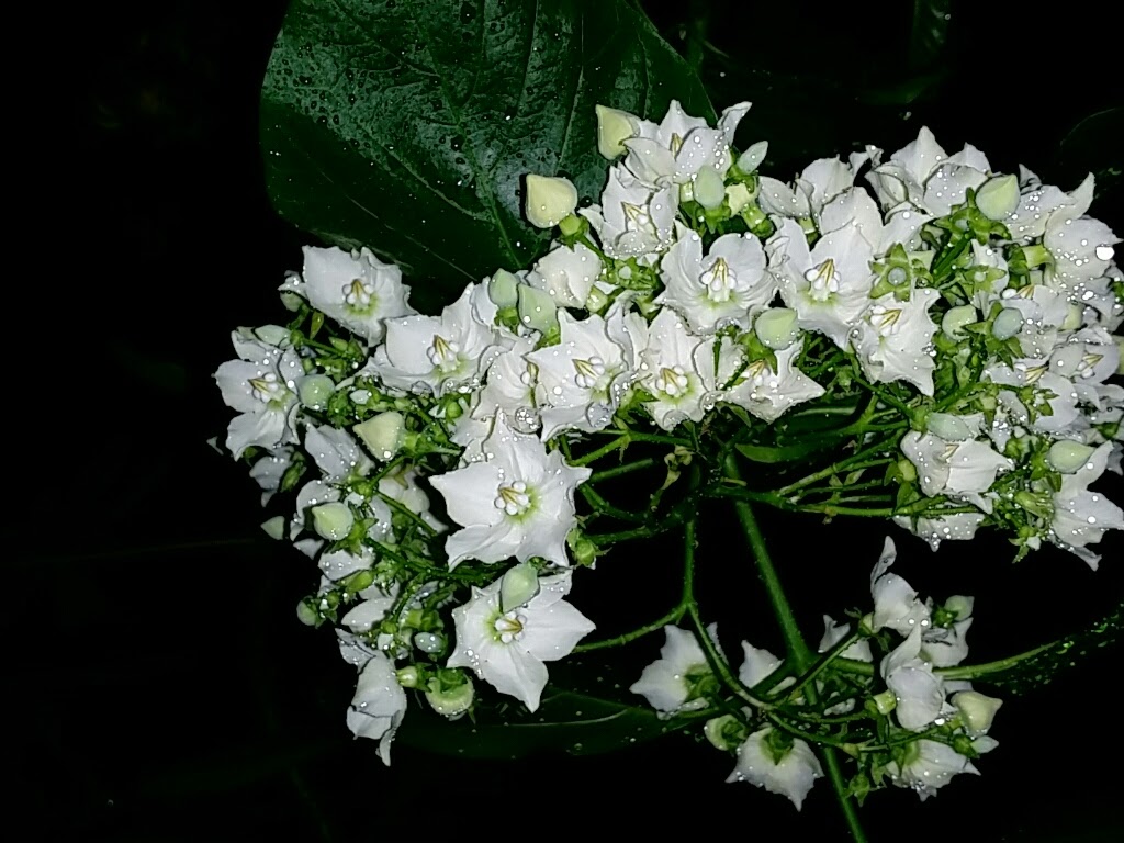 Xing Fu: BREAD FLOWER