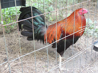 Granja R. Greer, Gallos Finos, Aves de exhibición y más: EL GALLO BROWN RED