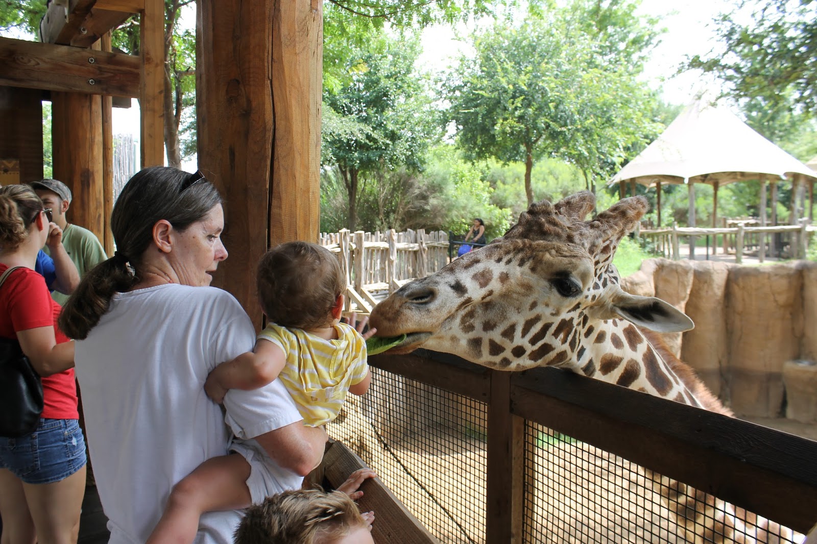 Hold the Gluten Please: The Dallas Zoo