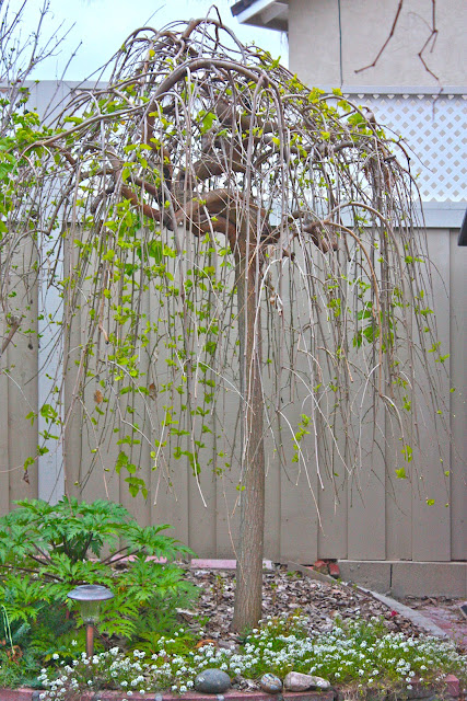 Thyme For Home: Our Edible Weeping Mulberry Tree