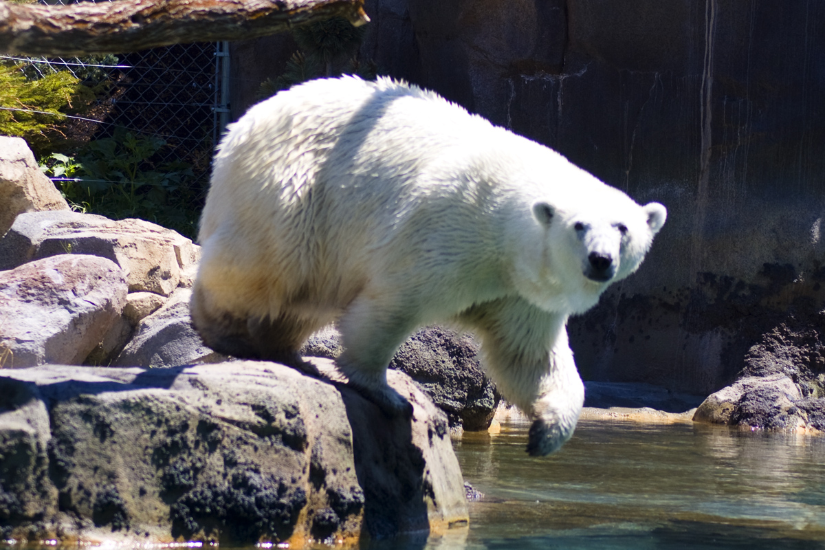 A Tail of Six Foxes: Zoo Animals