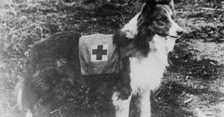 Famous Dogs in History: Red Cross Dogs: Saving Lives on the Battlefield