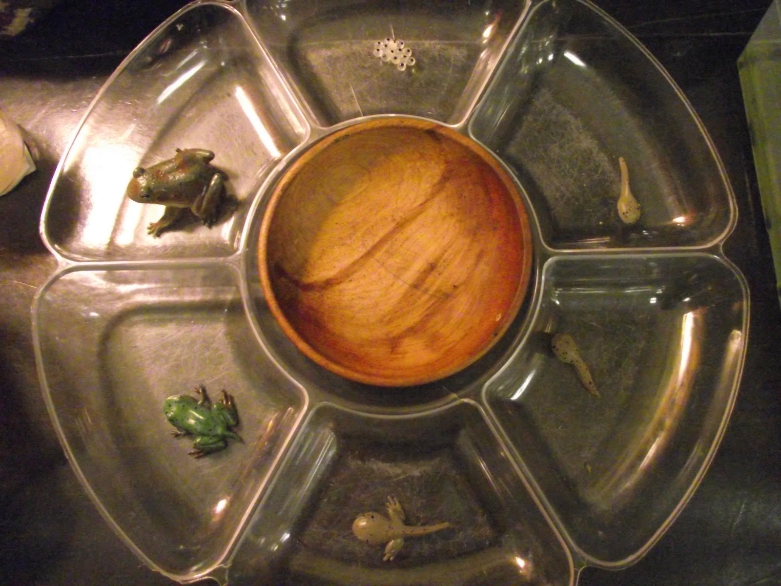 Better Classrooms and Playgrounds: Frogs in the Science Center