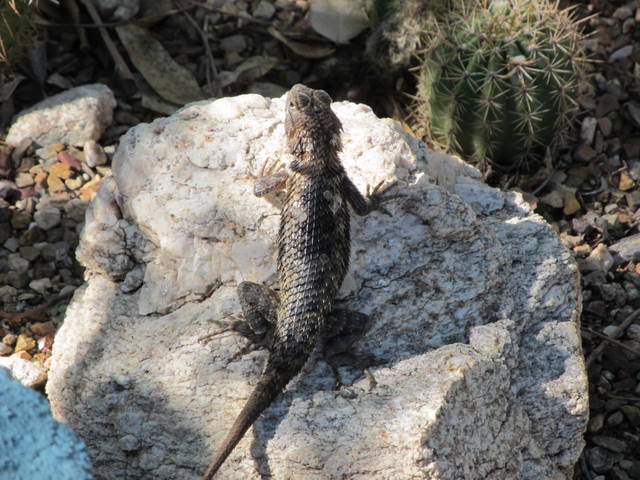 In the Sonoran Sun: Back Yard Tales