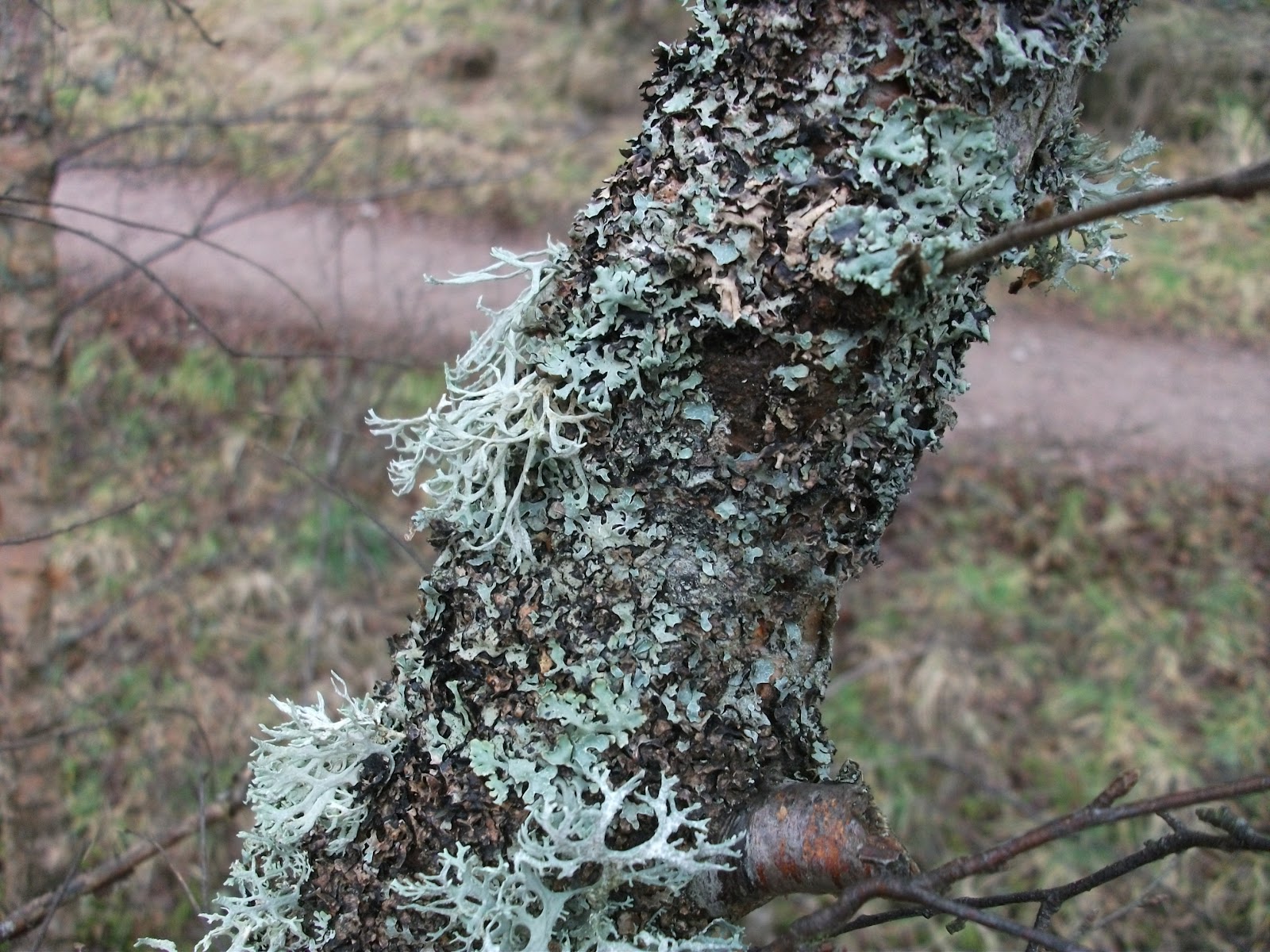 Annie's Little Plot: Lovely lichens