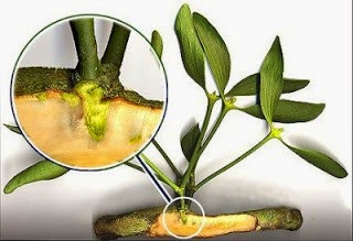 biology education: fenomena tumbuhan benalu