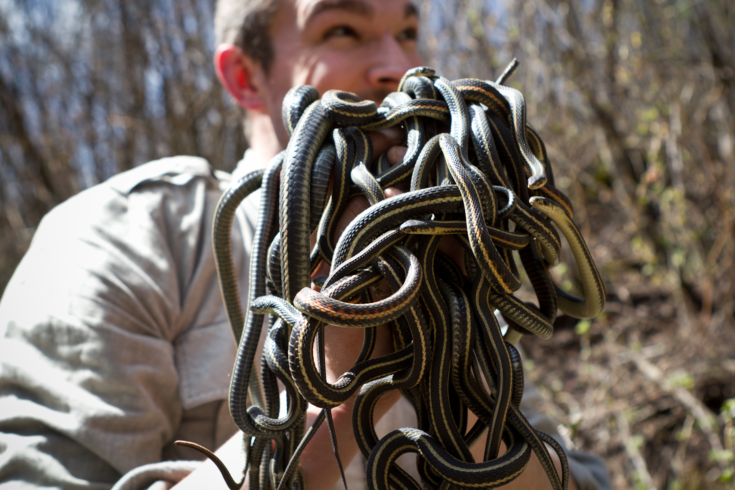 Nature Calls: Napping with 100,000 snakes
