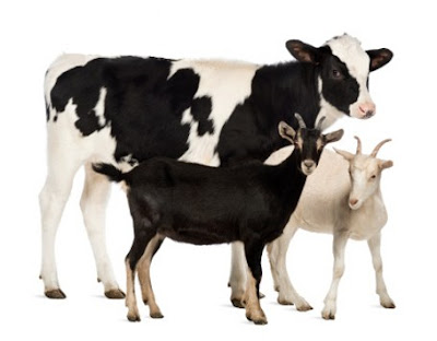 Database Link Grup WA, Alamat Email dan Nomor HP: Grup WA Budidaya Sapi ...