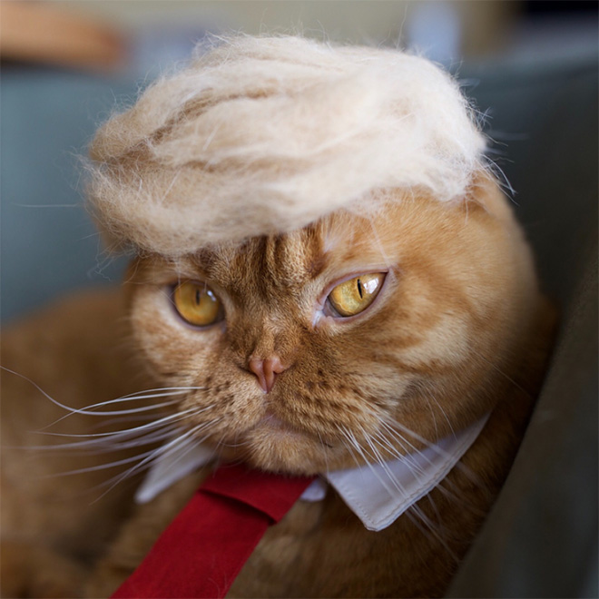 Divertida tendencia de Instagram: Donald Trump Cats