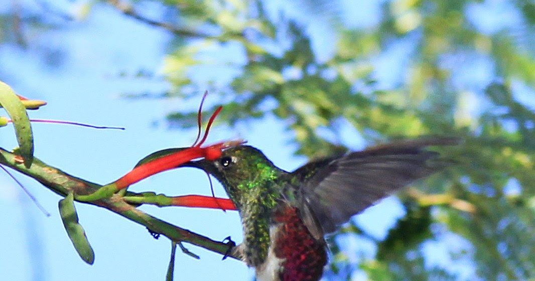 Aves de Argentina: Picaflor cometa (Sappho sparganurus)