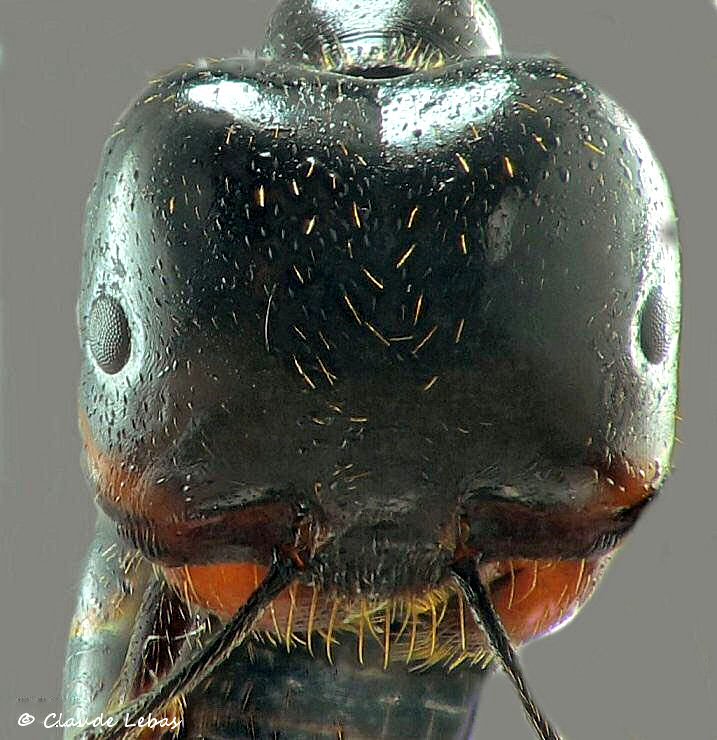 fourmis du genre Messor: Le genre Messor