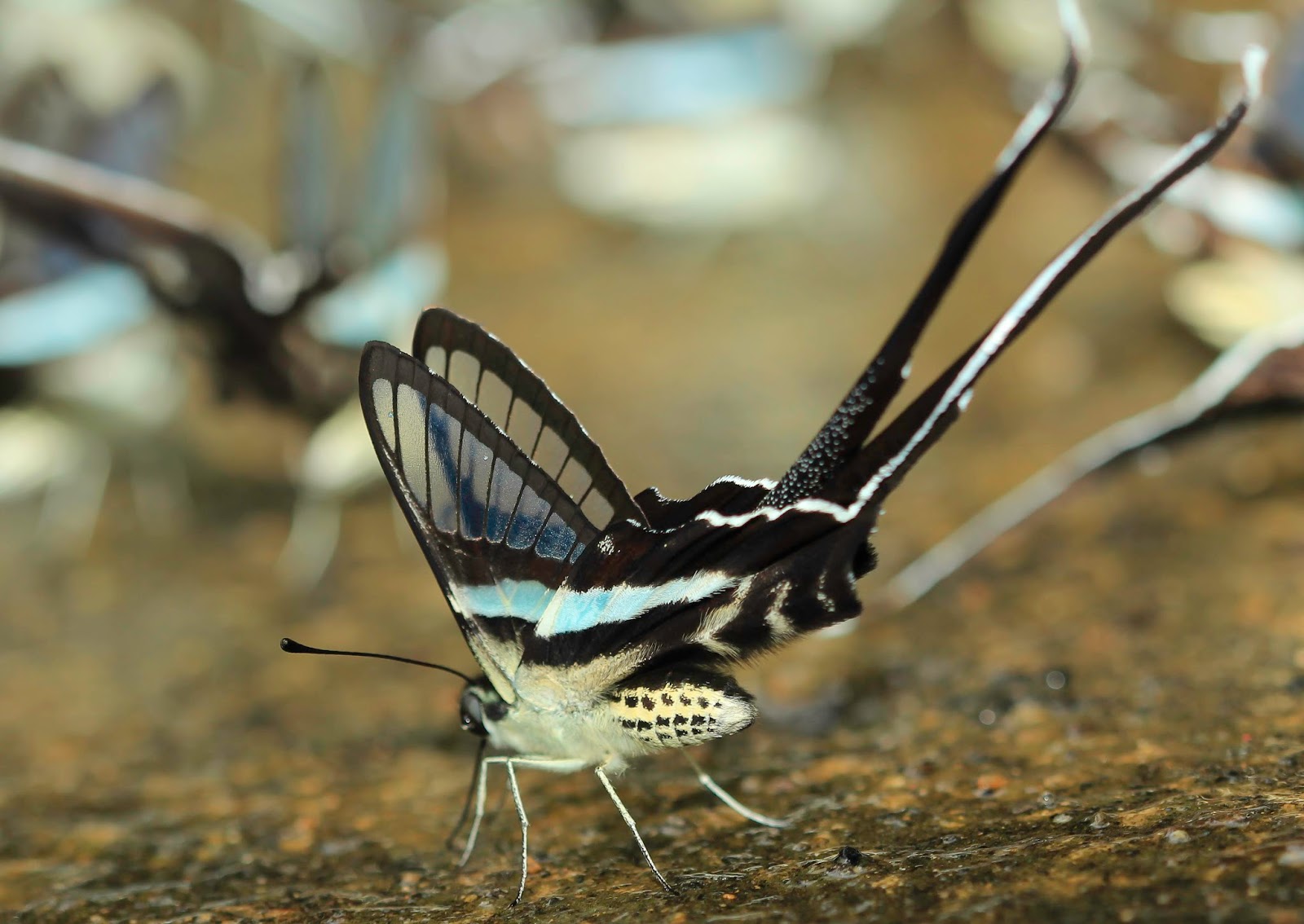 Butterflies of Vietnam: 162. Lamproptera meges (The Green Dragontail)