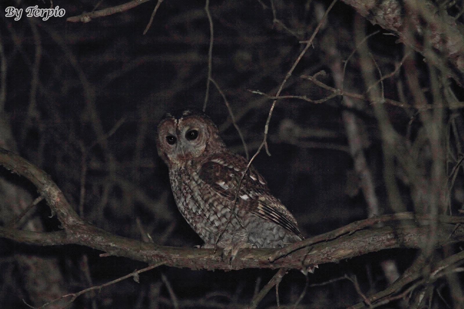 Viajes, Salidas, Naturaleza, (Fotografía).: Cárabo Común (Strix Aluco).