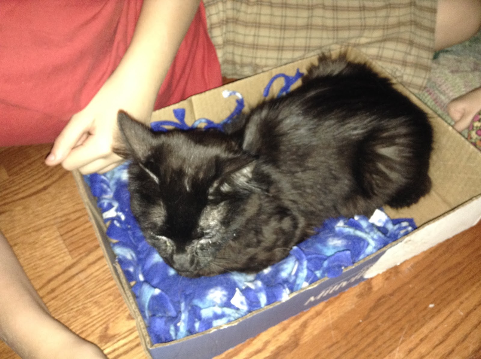 Hundreds of cats, Thousands of cats, Millions and Billions and ...