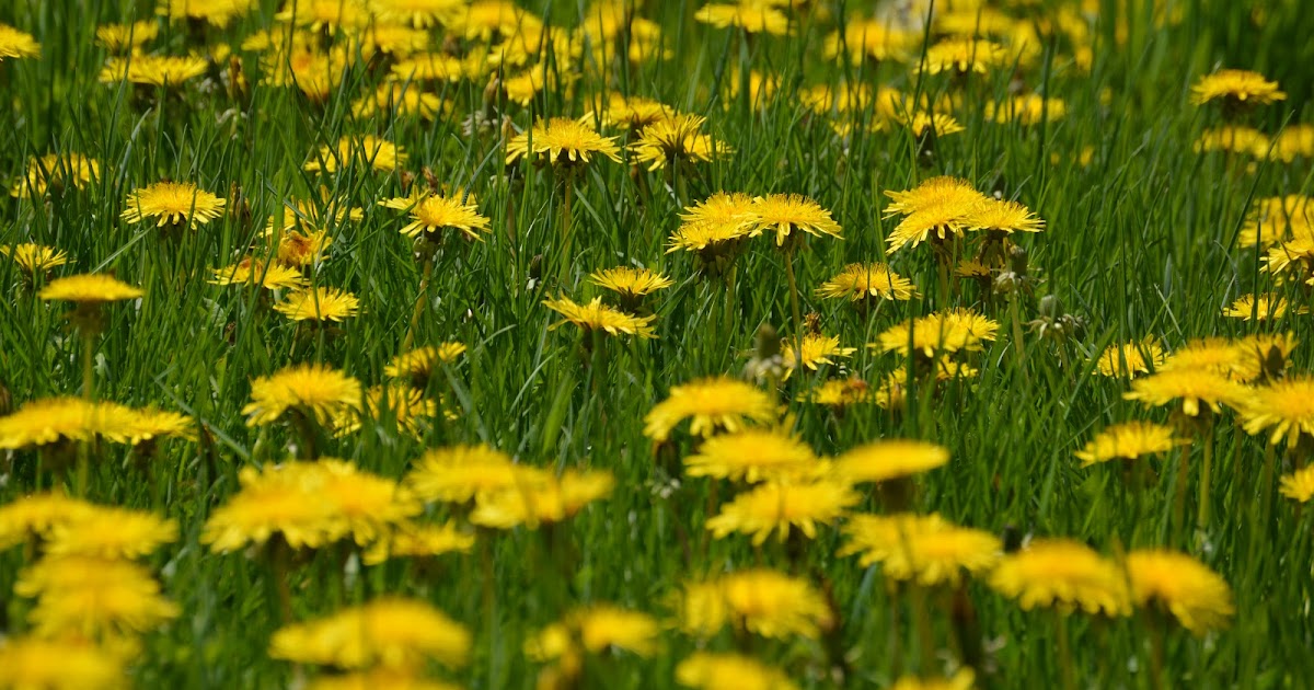 Dandelions.....