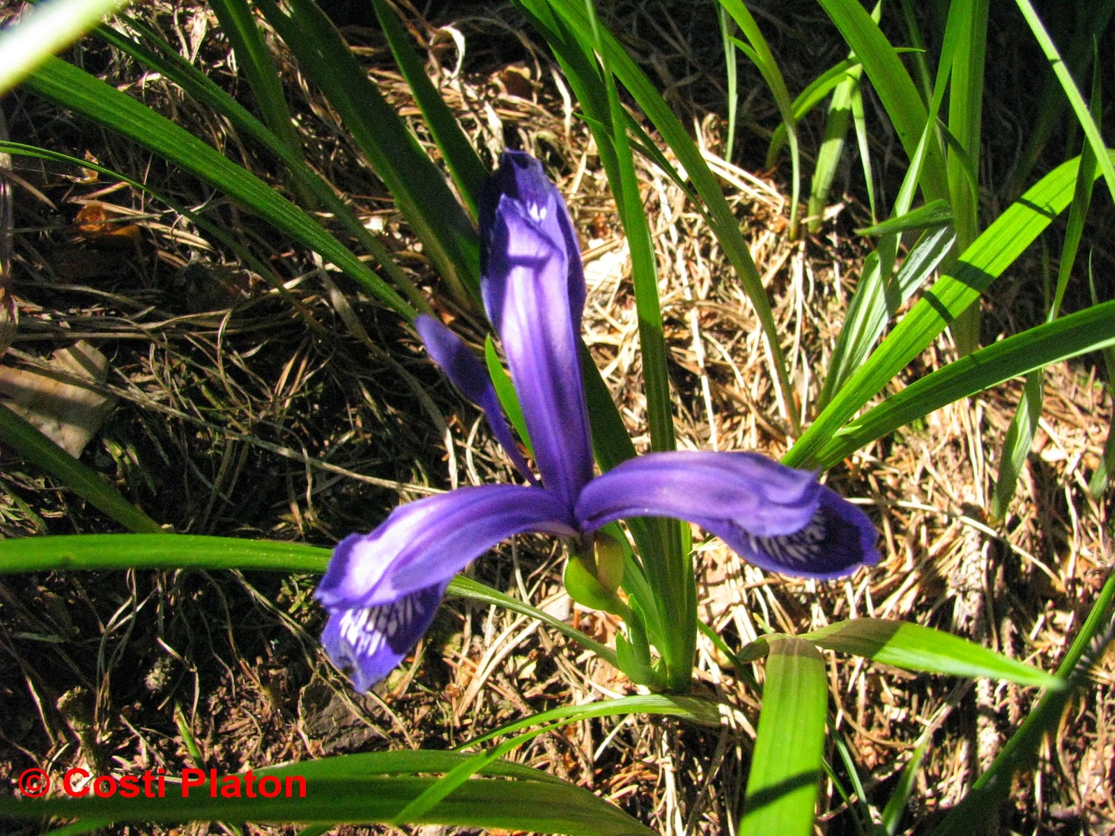 COSTI PLATON: Plante de pe Suhard