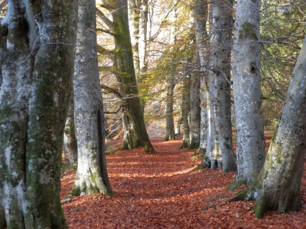 My Daily Walk: A walk along the River Tilt, Blair Atholl