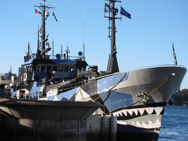 Sydney Meanderings: Sea Shepherd