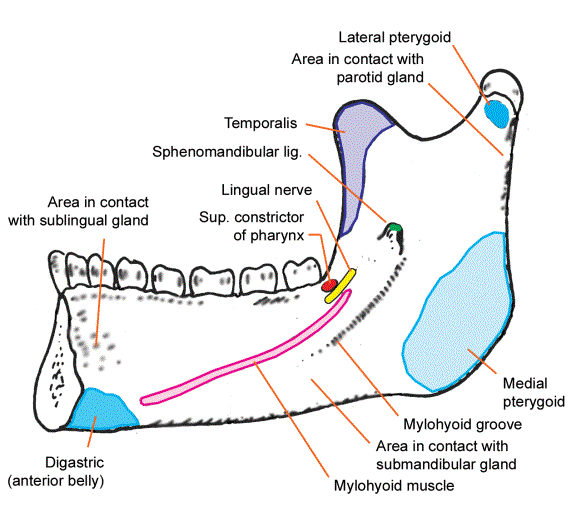 All In Nursing 4 Nursing Students..!!: The Mandible