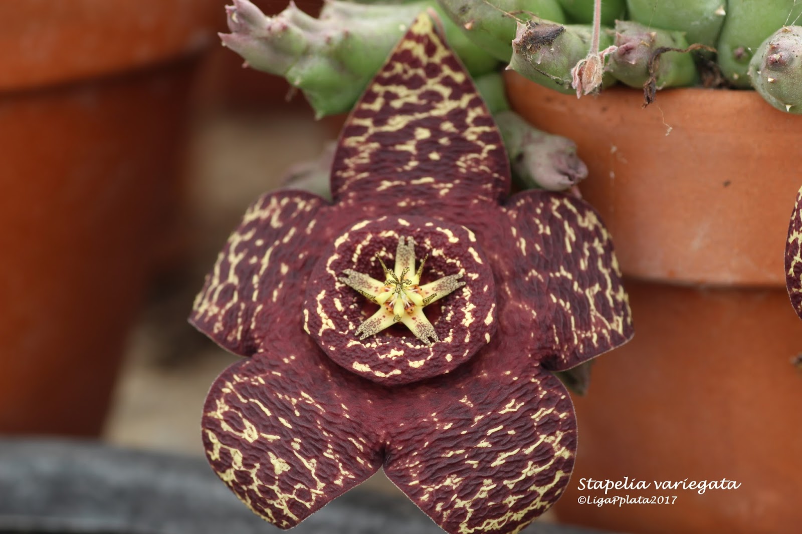 Potted Jewels : Stapelia variegata
